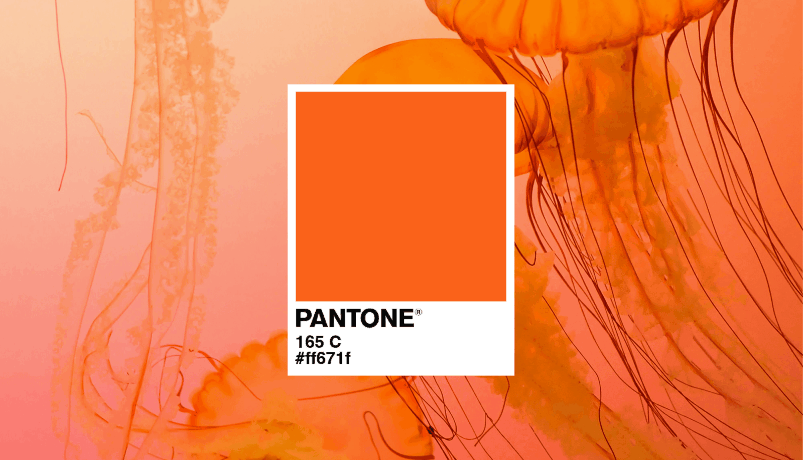 RGD | Designers predict the 2025 Pantone Colour of the Year